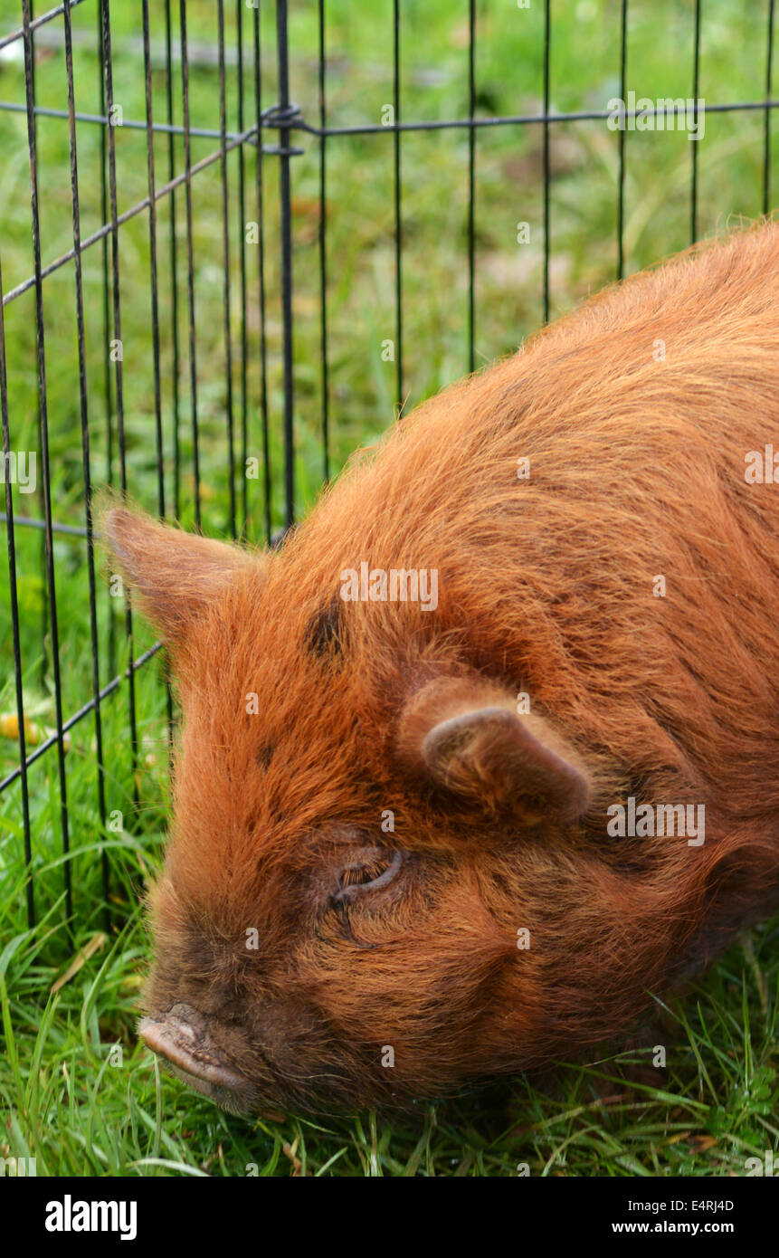 Pigtail Farm High Resolution Stock Photography and Images - Alamy
