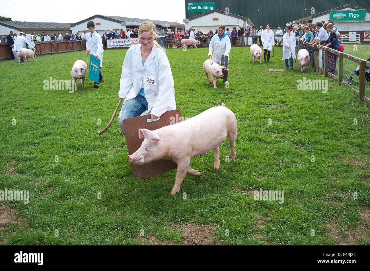 Female farmer Showing prize pigs at The Great Yorkshire Show, Harrogate ...
