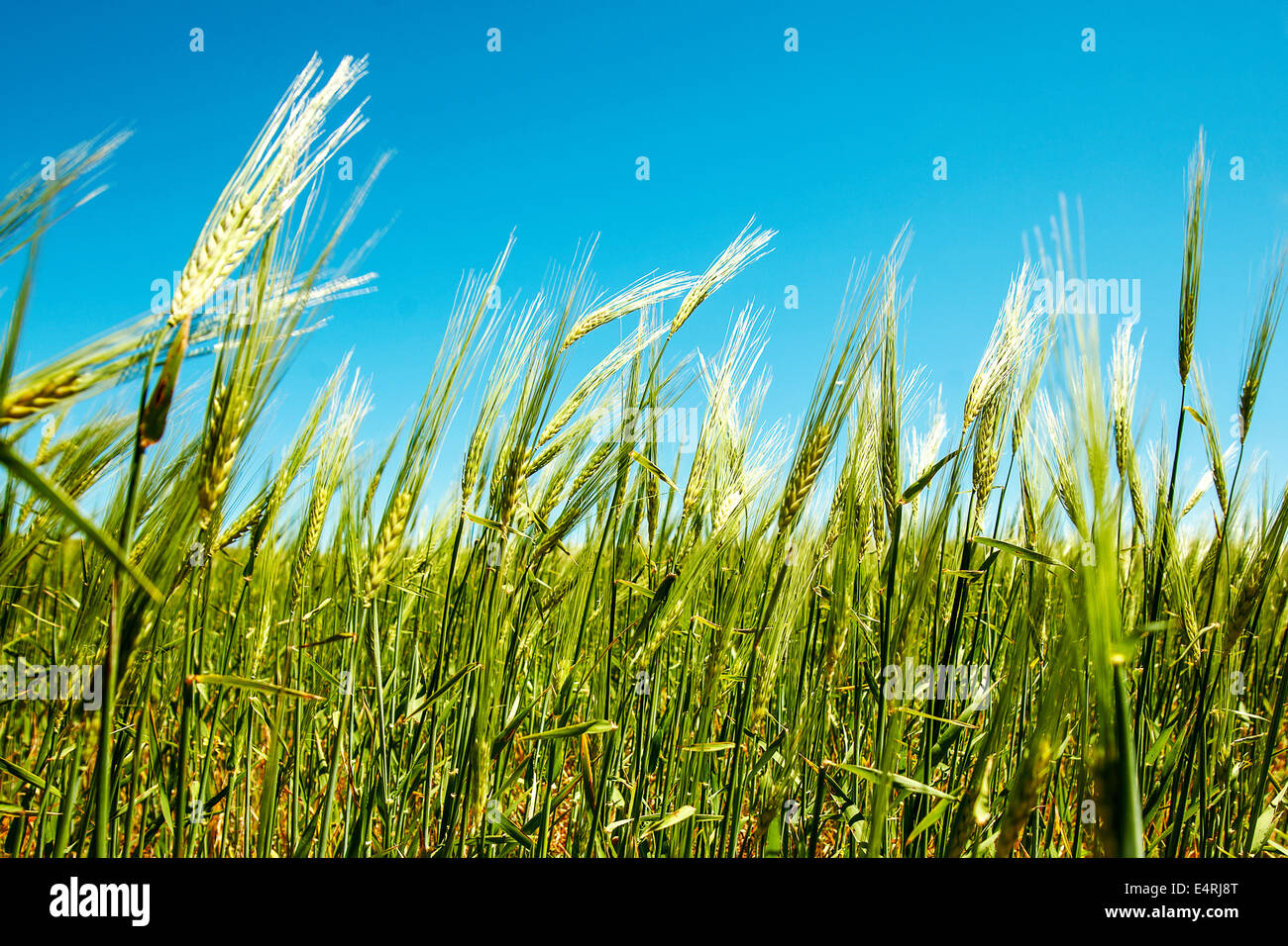 ears on the hood Stock Photo - Alamy