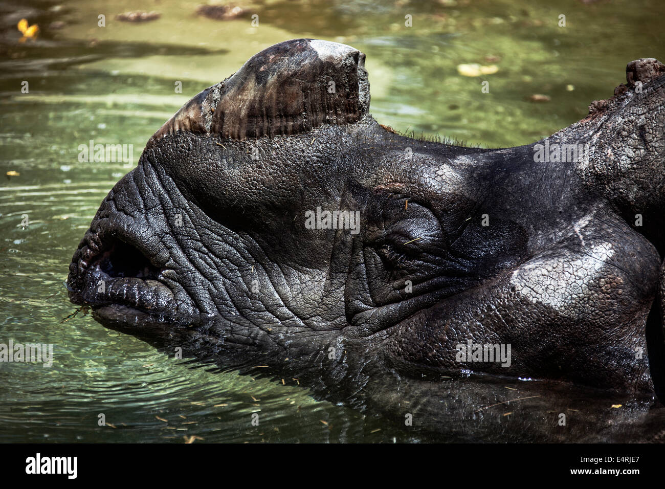 White rhino front view hi-res stock photography and images - Alamy