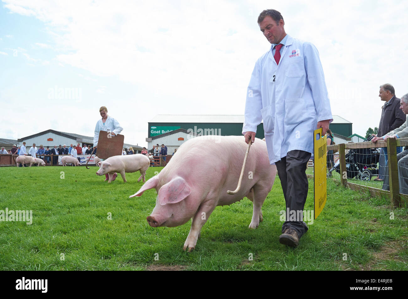 Showing prize pigs hi-res stock photography and images - Alamy