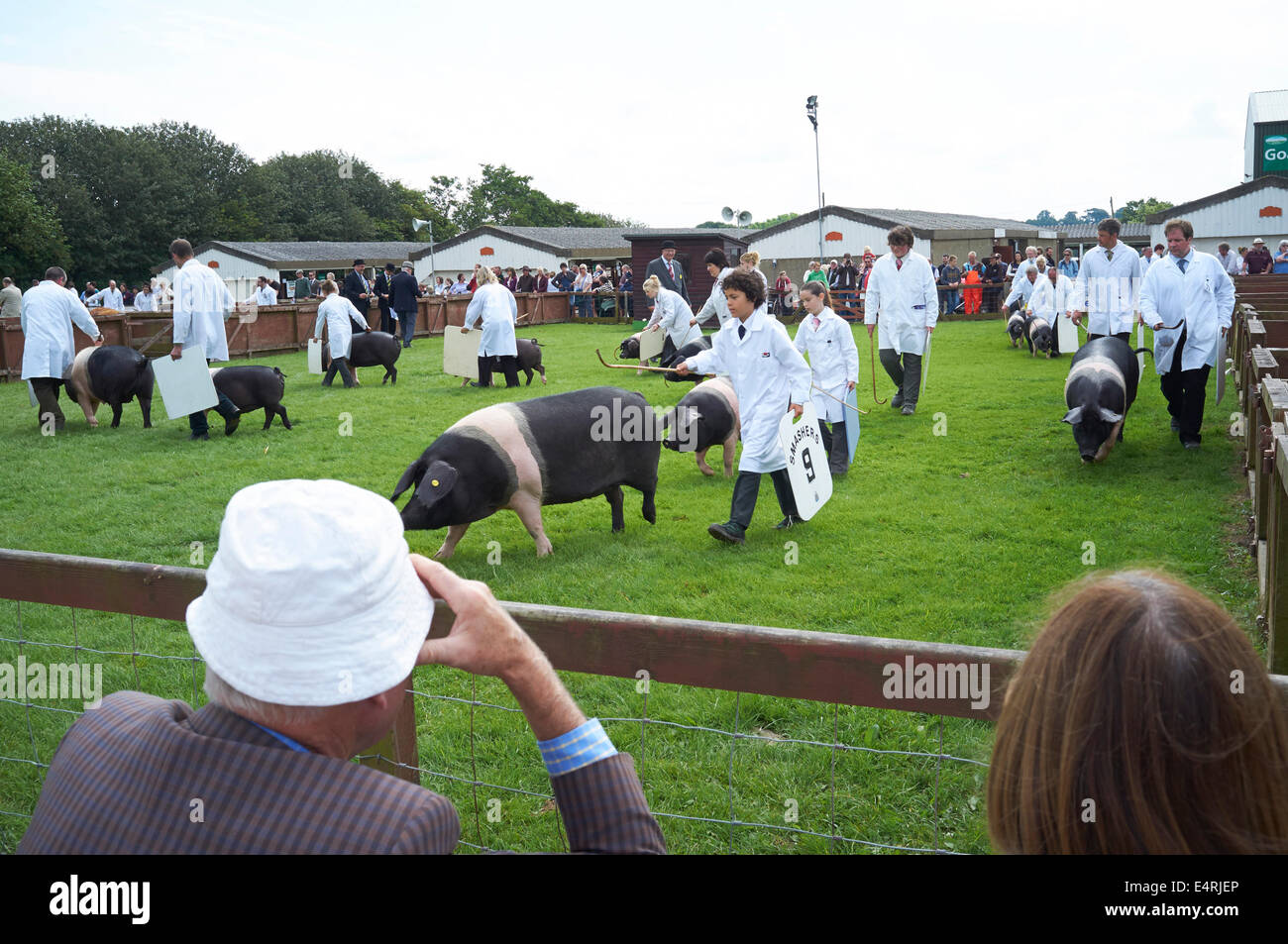 Spectators watching Showing prize pigs at The Great Yorkshire Show ...