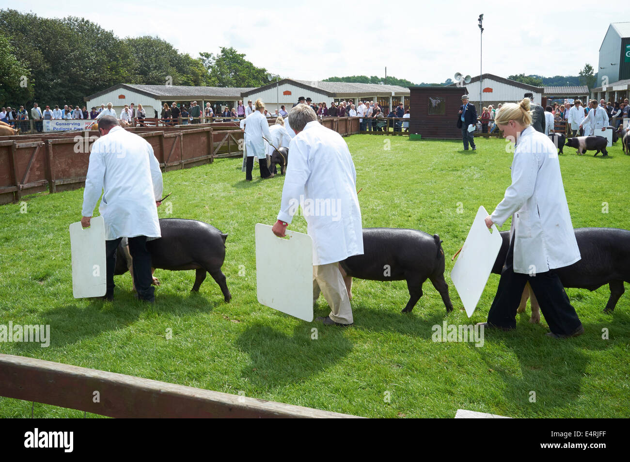 Showing prize pigs at The Great Yorkshire Show, Harrogate, North ...