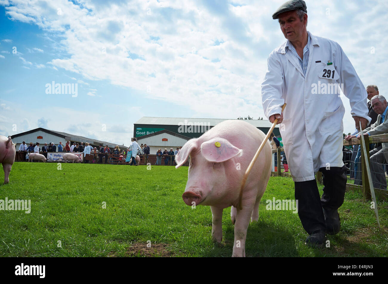 Showing prize pigs hi-res stock photography and images - Alamy