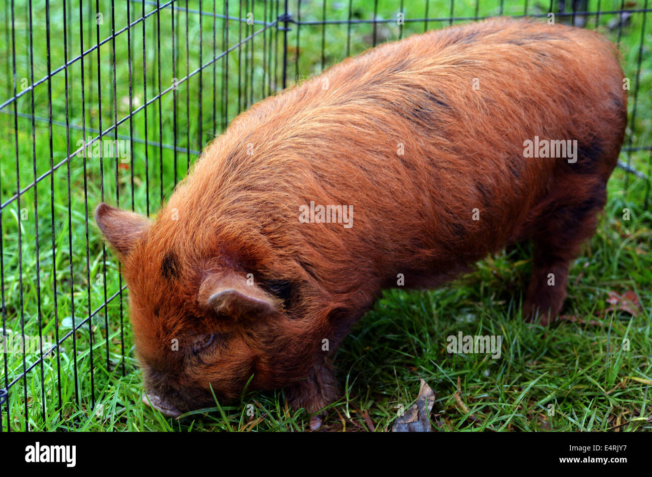 Pigtail Farm High Resolution Stock Photography and Images - Alamy