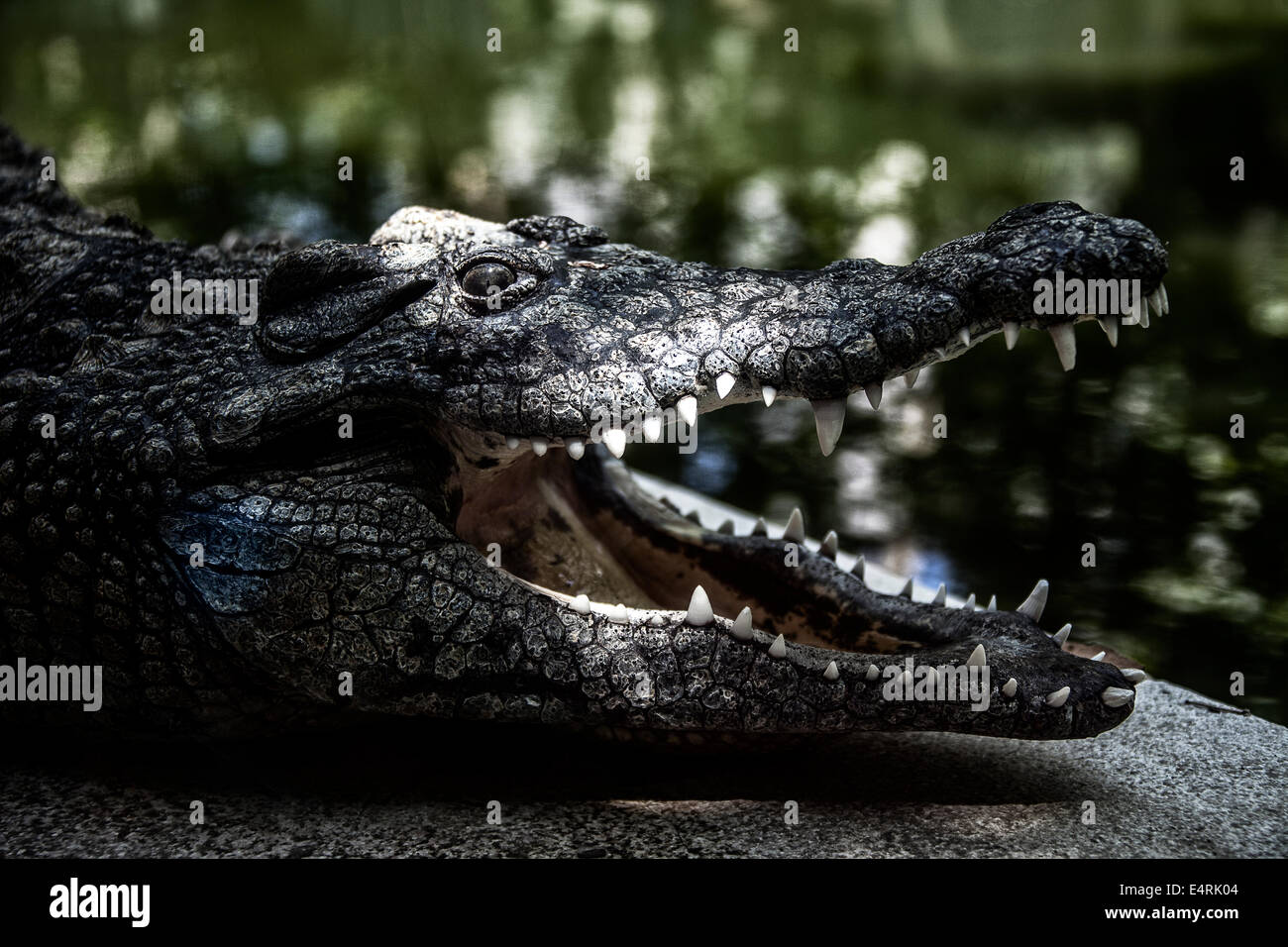 Mouth of crocodile hi-res stock photography and images - Alamy