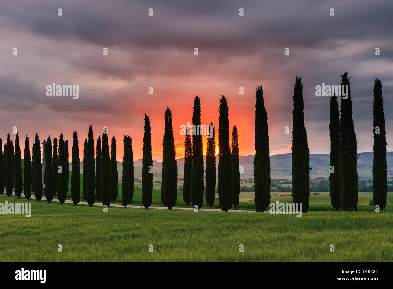 Cypress cupressus sempervirens tuscany hi-res stock photography and ...