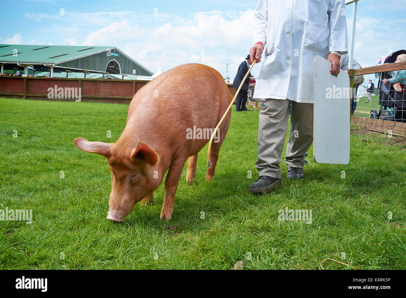 Showing prize pigs at the Great Yorkshire Show, Harrogate, North ...