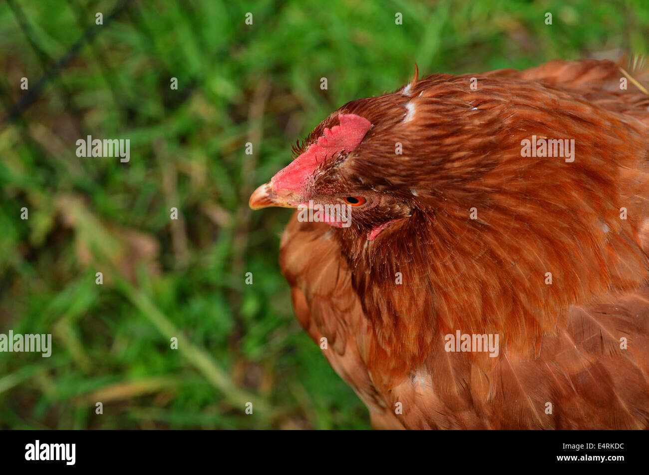 Free Range Poultry Farming High Resolution Stock Photography and Images ...