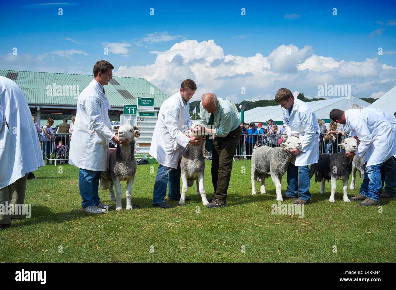 Sheep Livestock Judging at Corazon Stafford blog
