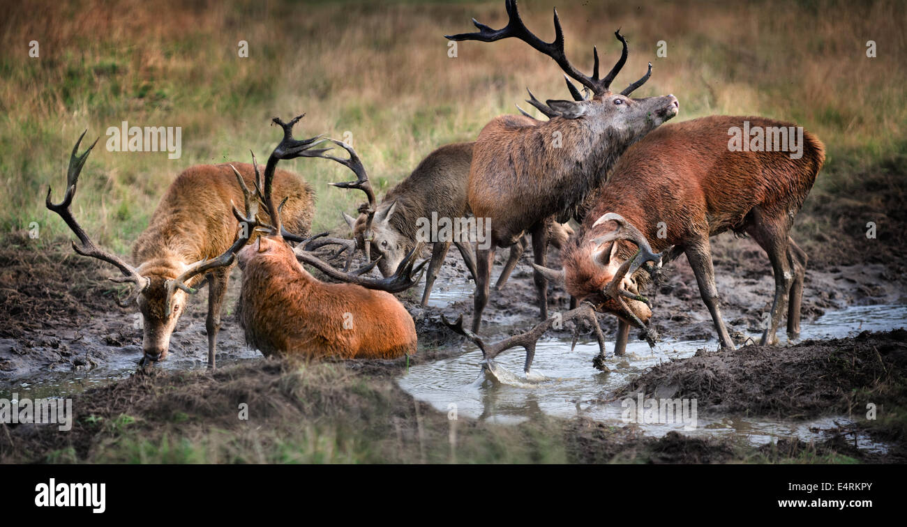 Teddington stag stags hi-res stock photography and images - Alamy