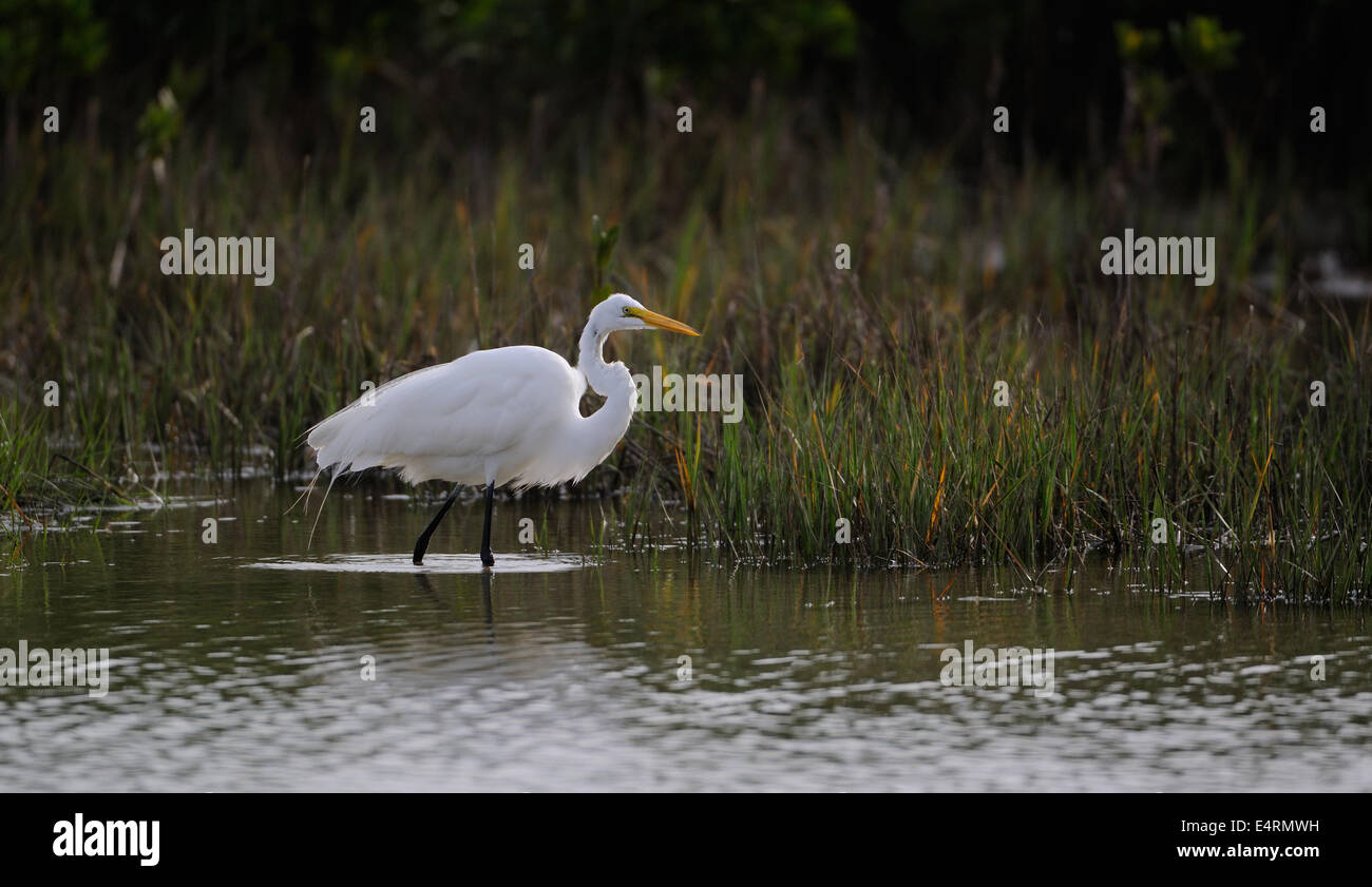 Great White Egret in front of bushes in the background. Lagoon at Fort ...