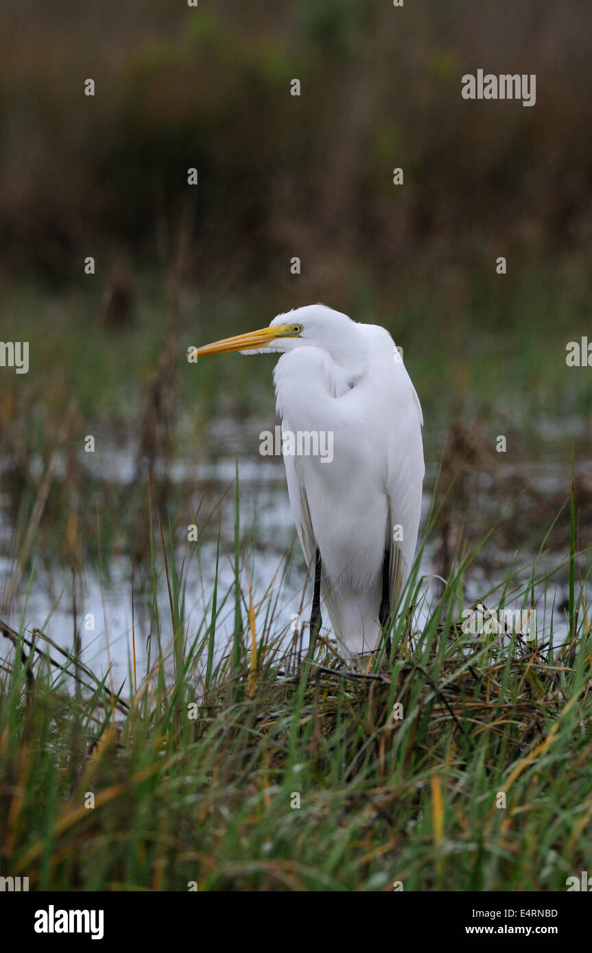 Great White Egret in front of bushes in the background. Lagoon at Fort ...