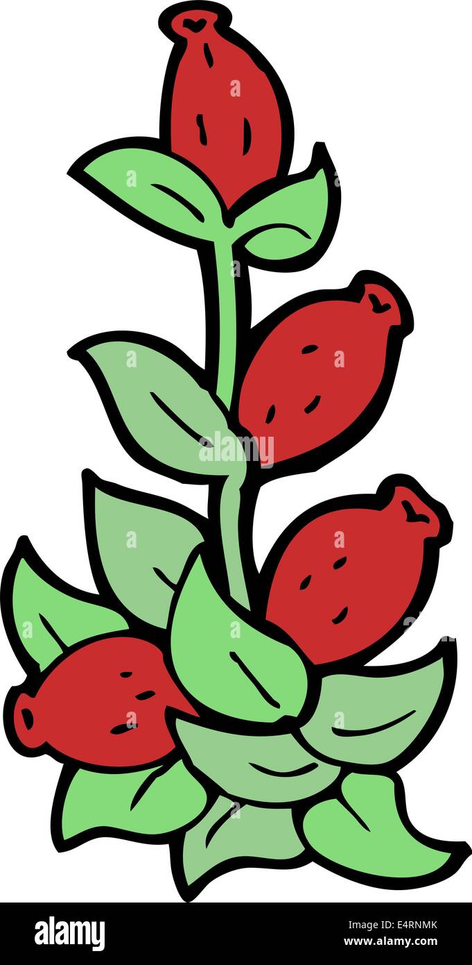 cartoon rosehip flowers Stock Vector Image & Art - Alamy