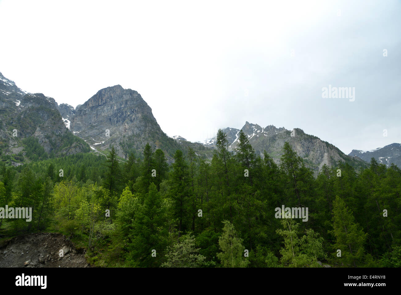 Snow capped Alpine mountain tops peak over tall forests of pine trees ...