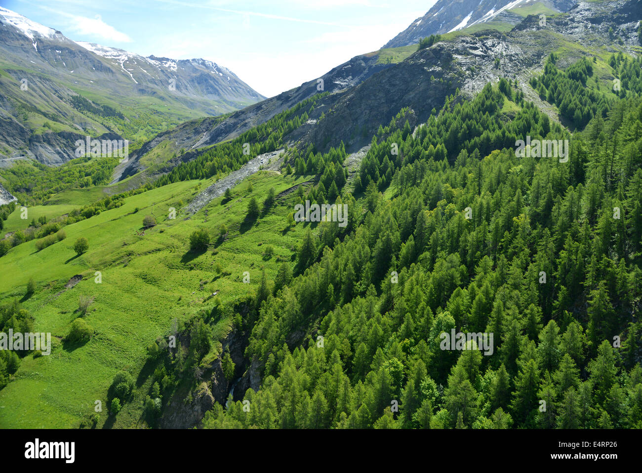 Snow capped Alpine mountain tops peak over tall forests of pine trees ...