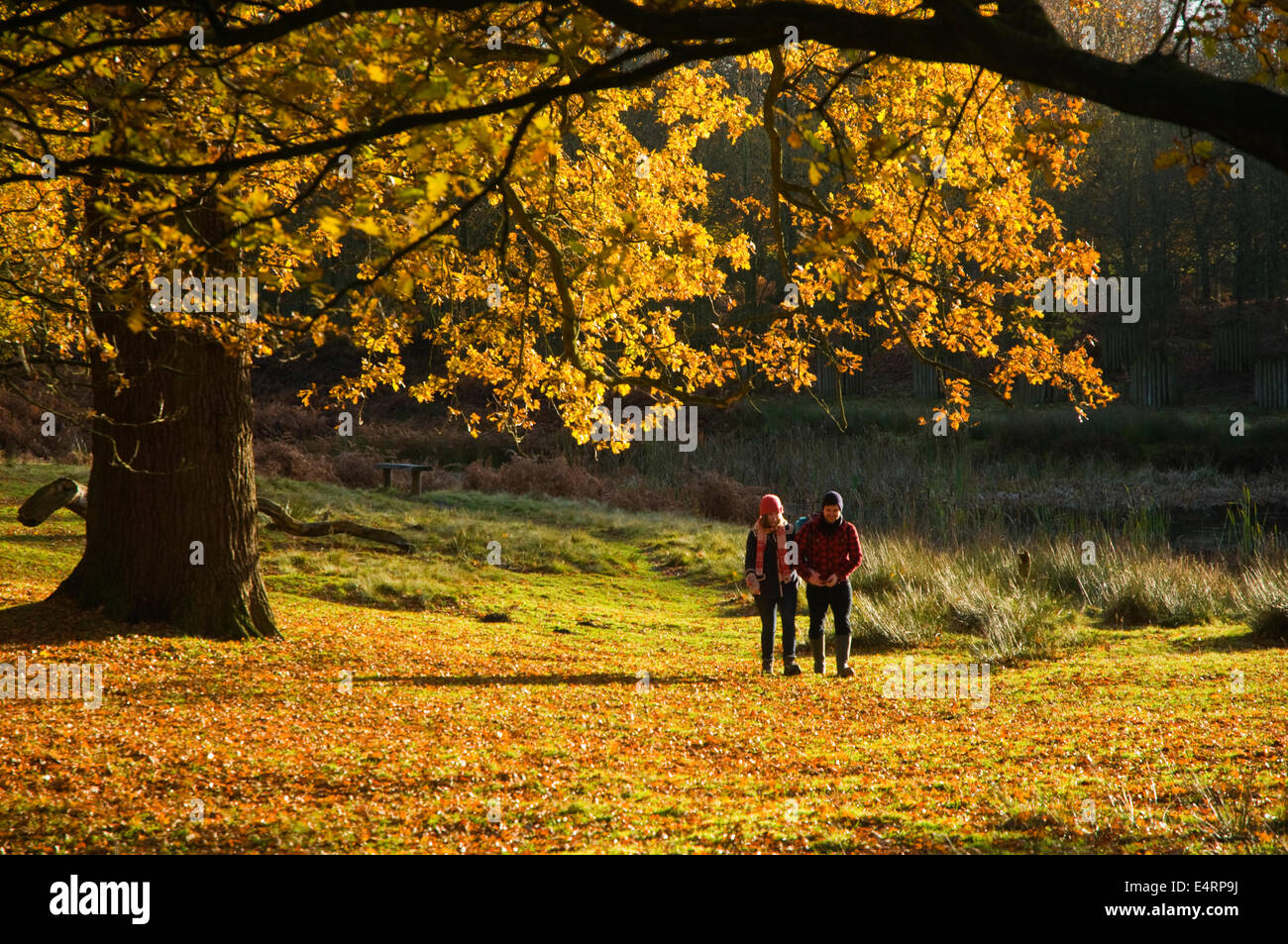 UK, Cheshire, Dunham Massey Park, autumn foliage and walkers in warm ...