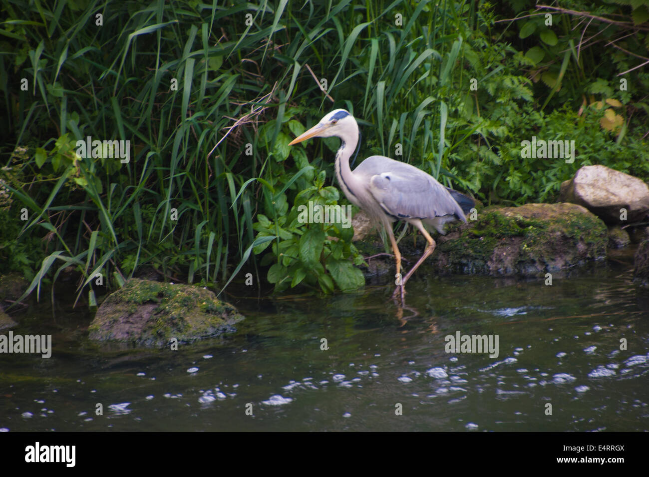 Heron by the river hi-res stock photography and images - Alamy