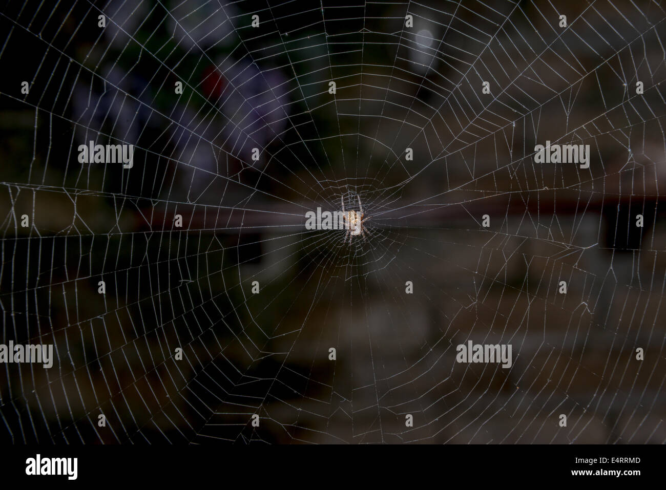 Spider texture hi-res stock photography and images - Alamy