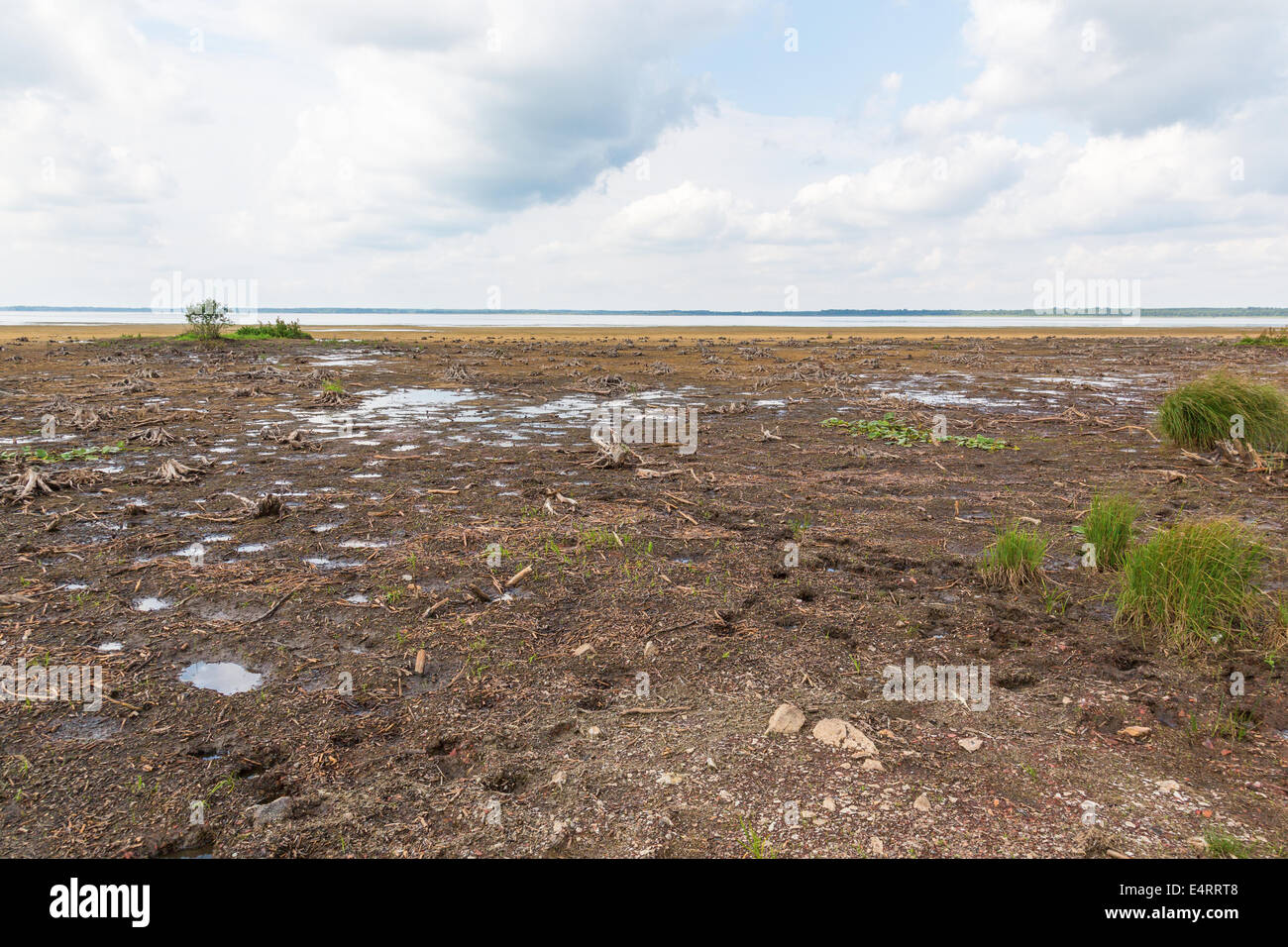 Tree stumps dry river hi-res stock photography and images - Alamy