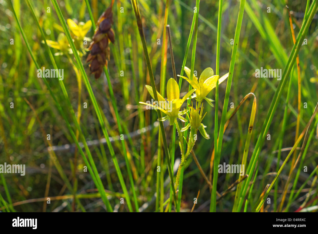 Marsh saxifrage on a summer meadow Stock Photo - Alamy