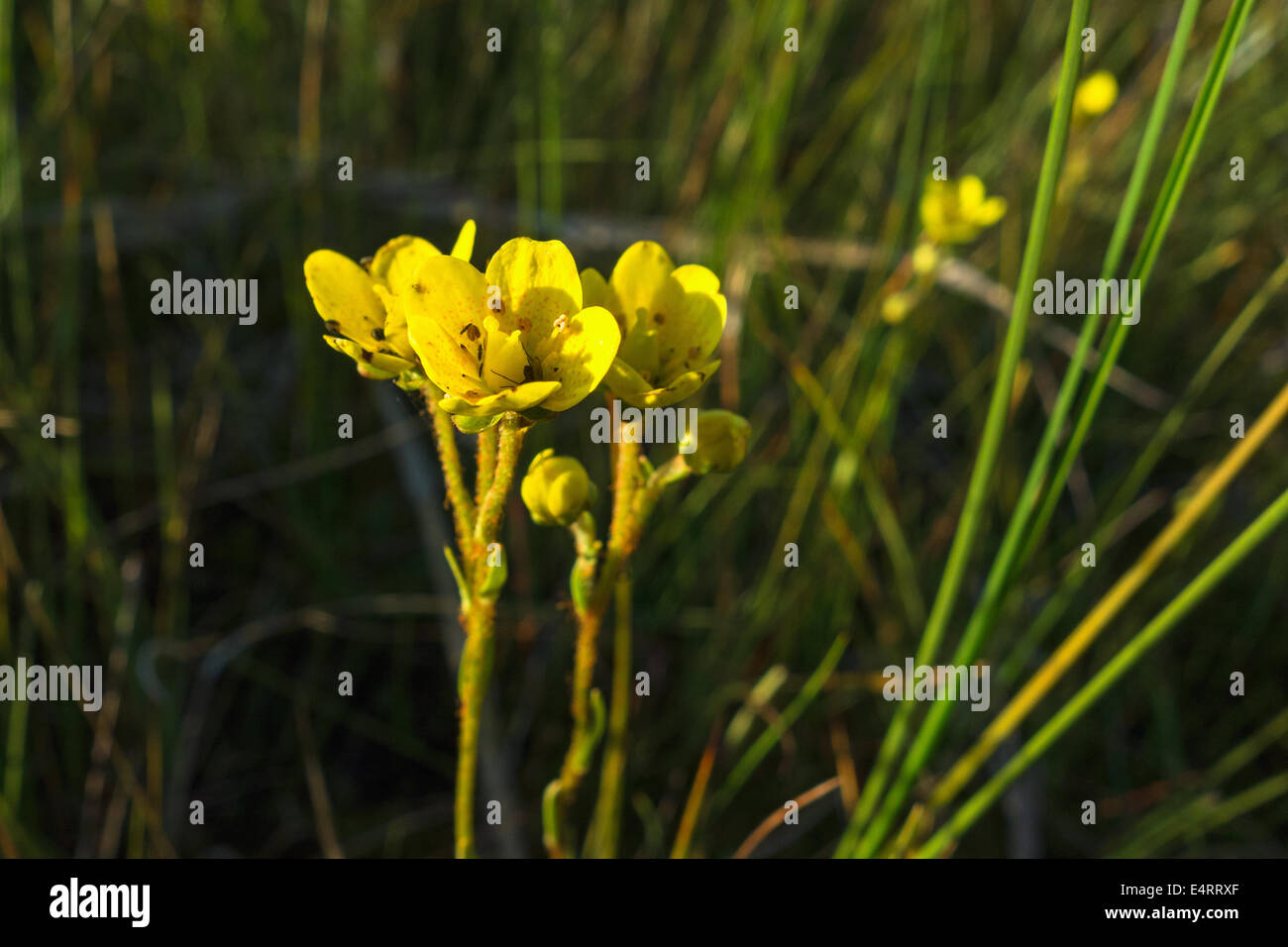 Blooming meadow saxifrage flowers hi-res stock photography and images ...