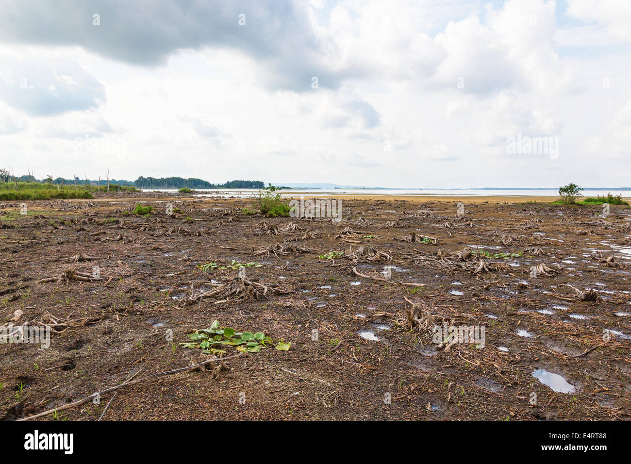 Tree stumps dry river hi-res stock photography and images - Alamy