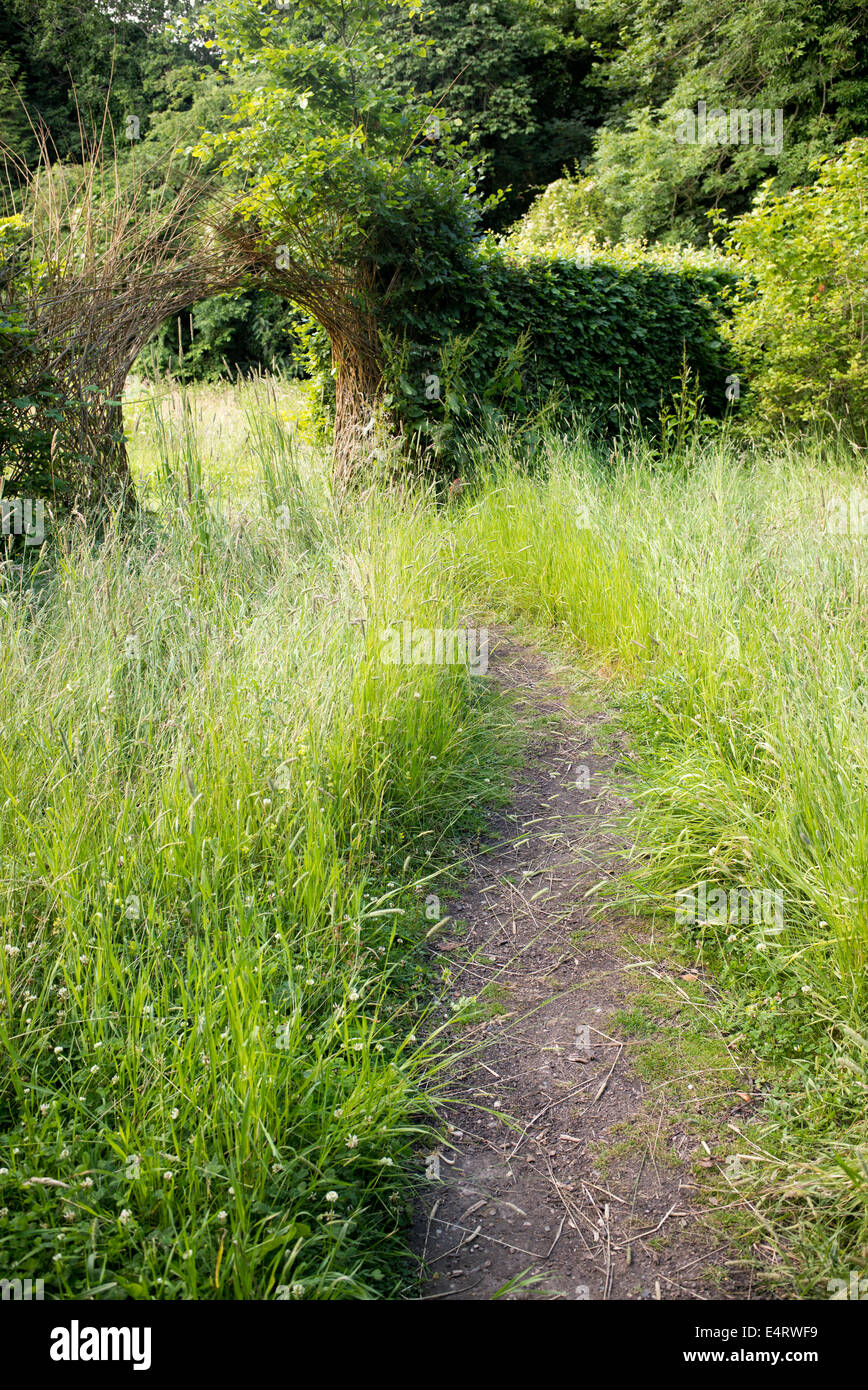 Salix arch hi-res stock photography and images - Alamy