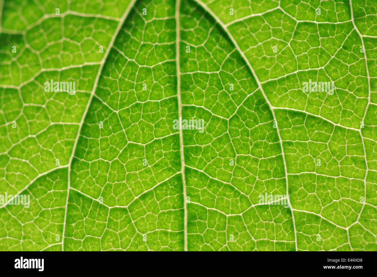 Plant cell structures hi-res stock photography and images - Alamy