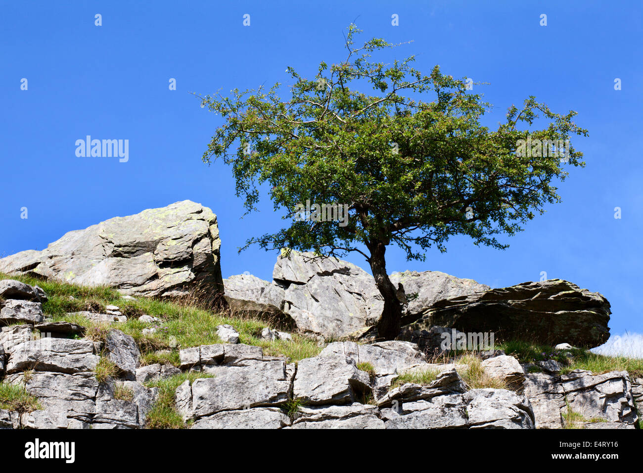 Dales lone tree not winskill not malham hi-res stock photography and ...
