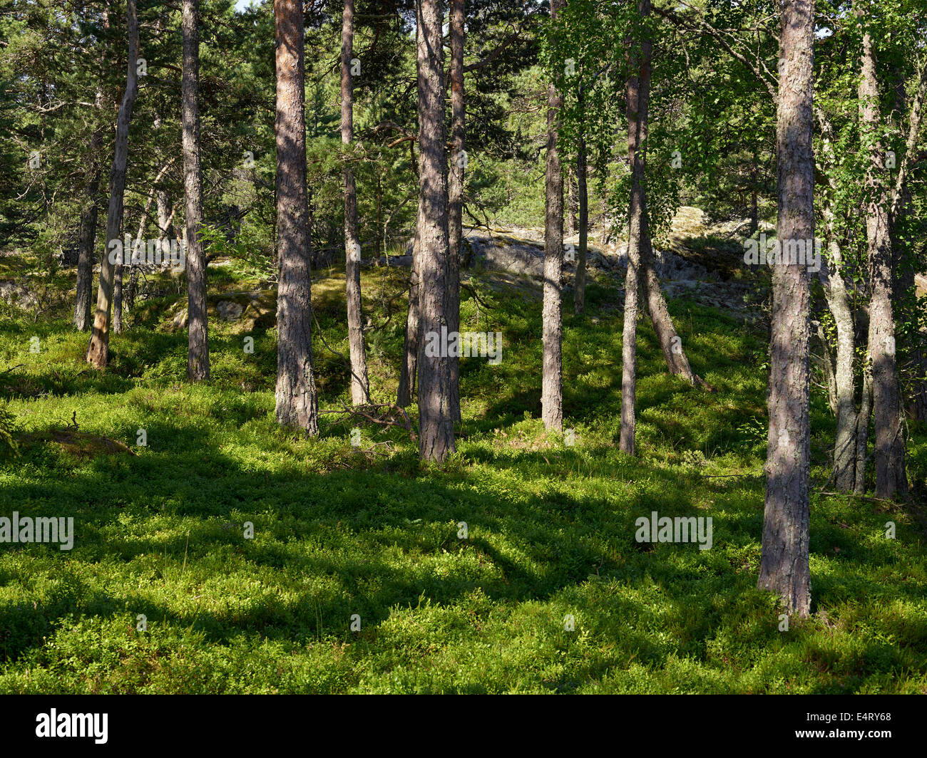 Scandinavian forest hi-res stock photography and images - Alamy