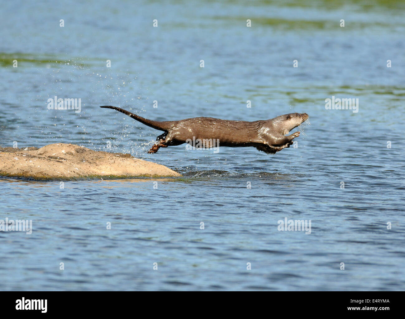 Jumping otter hi-res stock photography and images - Alamy