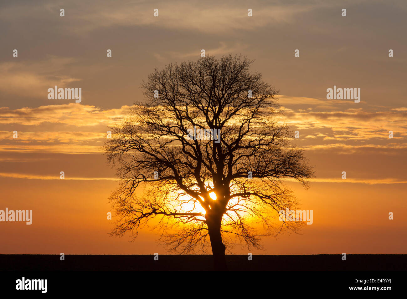 English Oak / Pendulate Oak (Quercus robur), solitary tree in field in ...