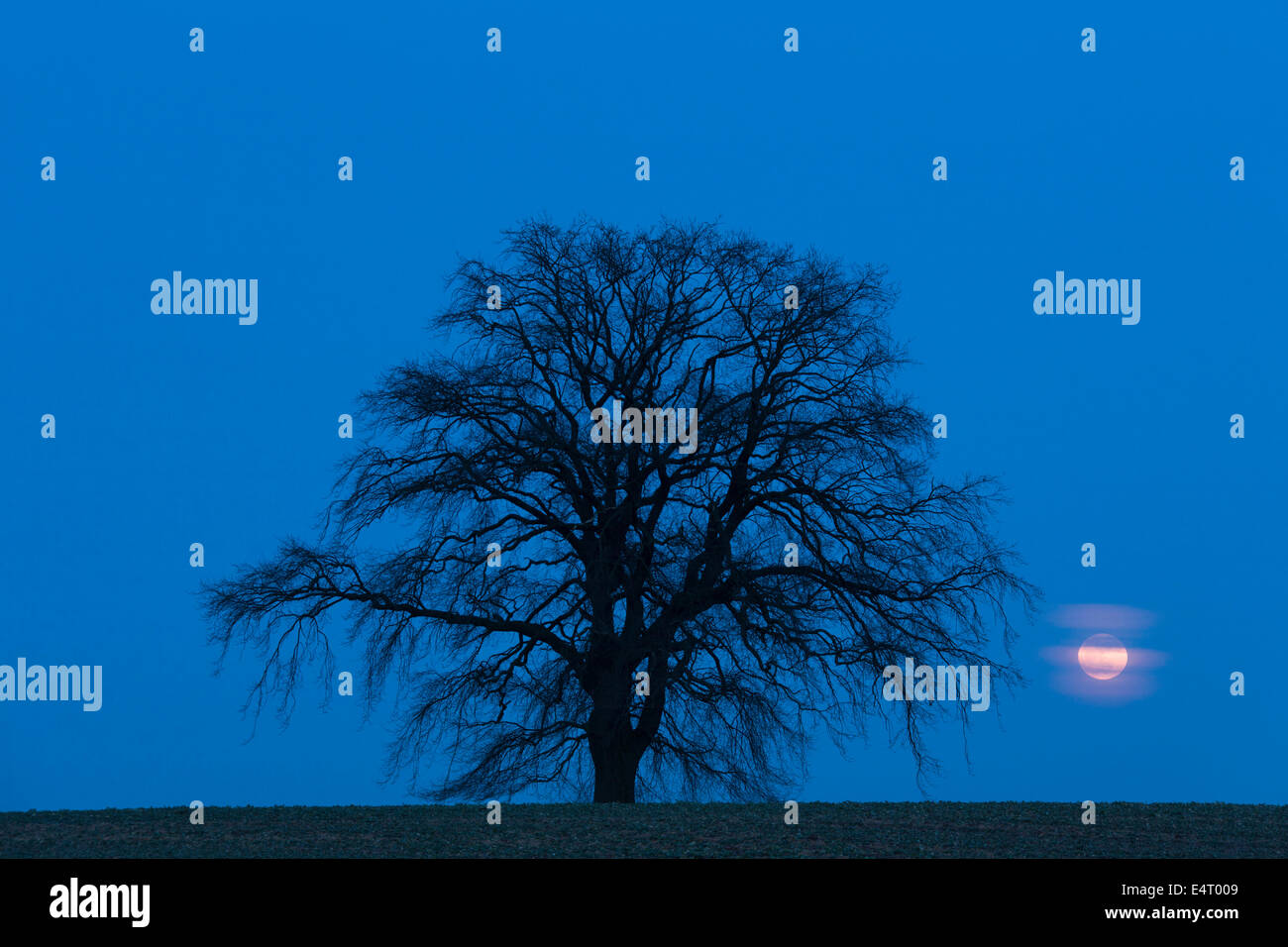 English Oak / Pendulate Oak (Quercus robur), solitary tree in field in ...