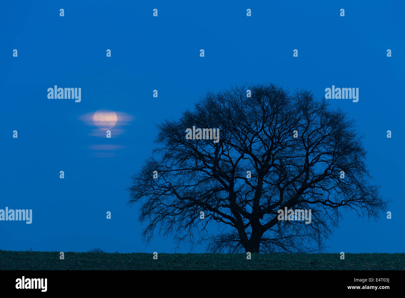 English Oak / Pendulate Oak (Quercus robur), solitary tree in field in ...