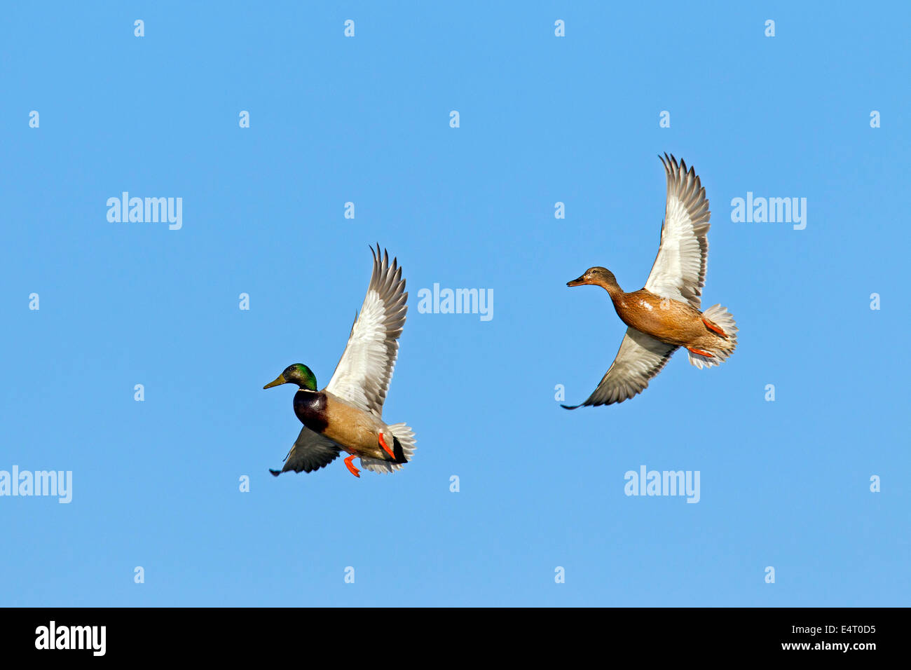 Female duck in flight hi-res stock photography and images - Alamy