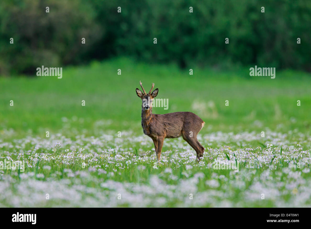 Spring meadow flowers forest germany hi-res stock photography and ...