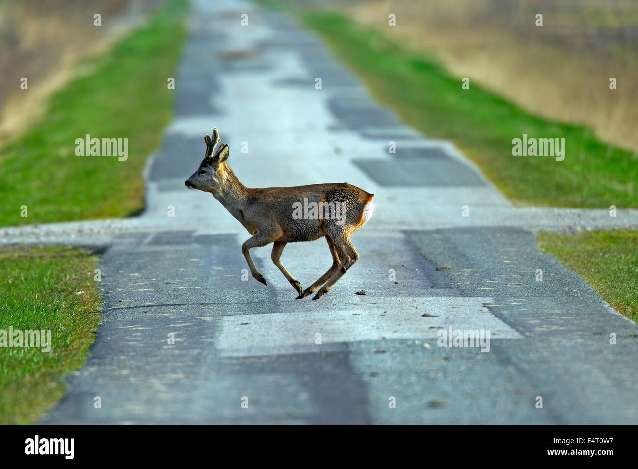 Buck run road hi-res stock photography and images - Alamy