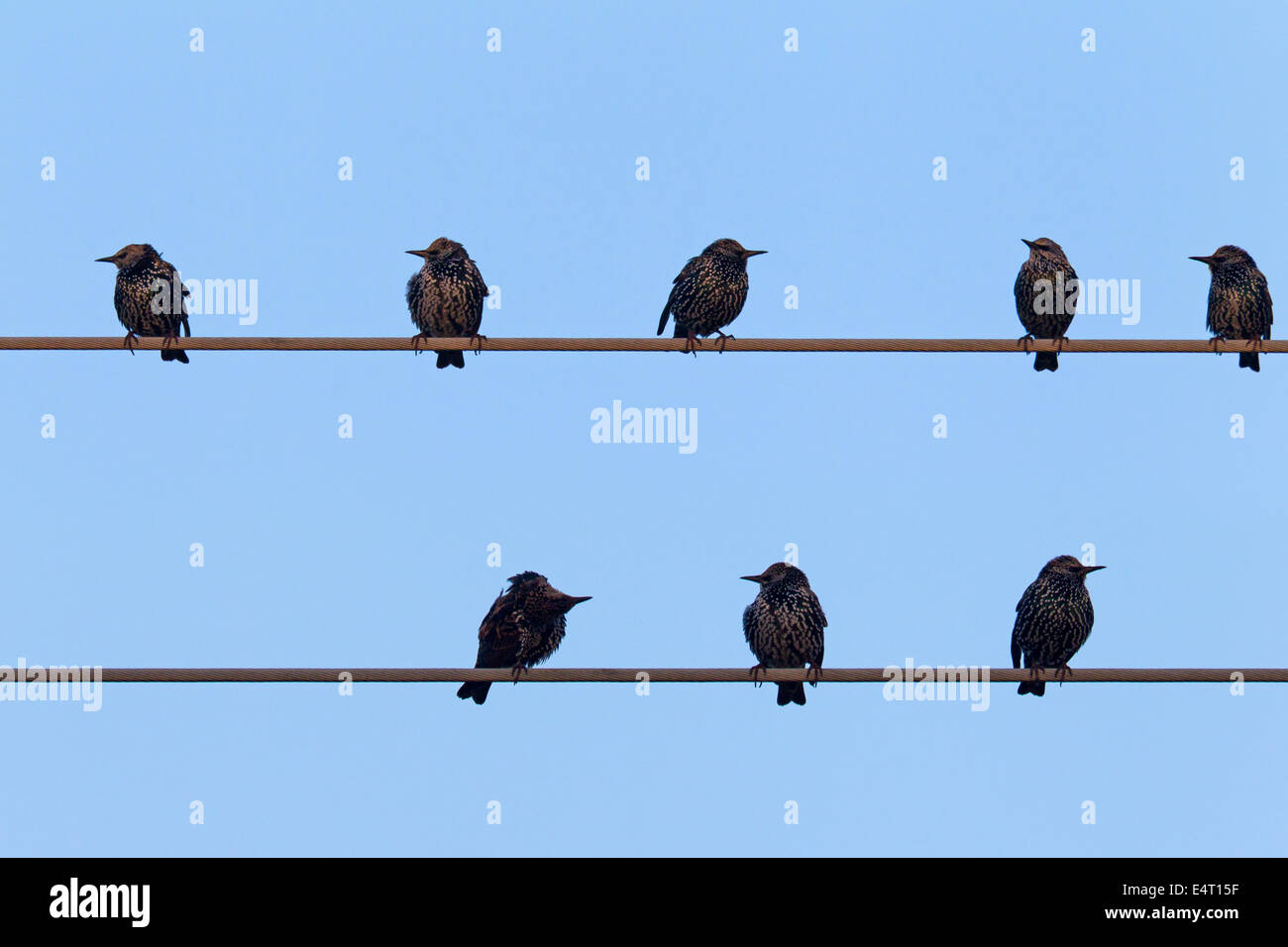 Starlings on the power line hi-res stock photography and images - Alamy
