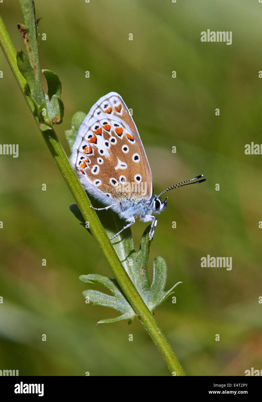 Common Blue butterfly (female). Leigh Hill Common, Cobham, Surrey ...