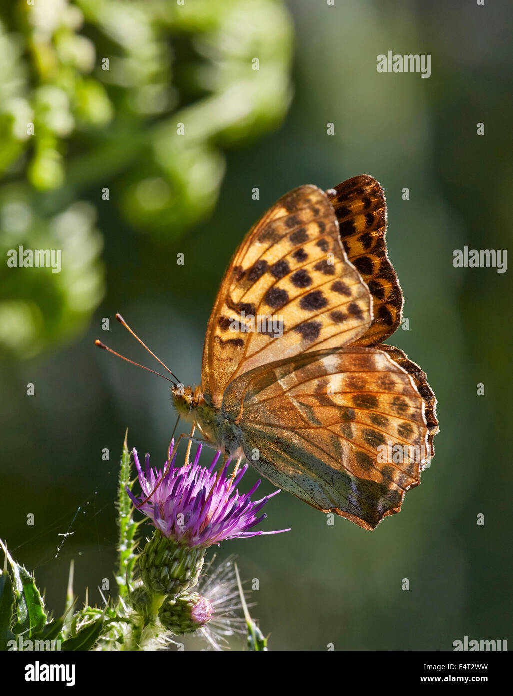 Female feeding hi-res stock photography and images - Alamy