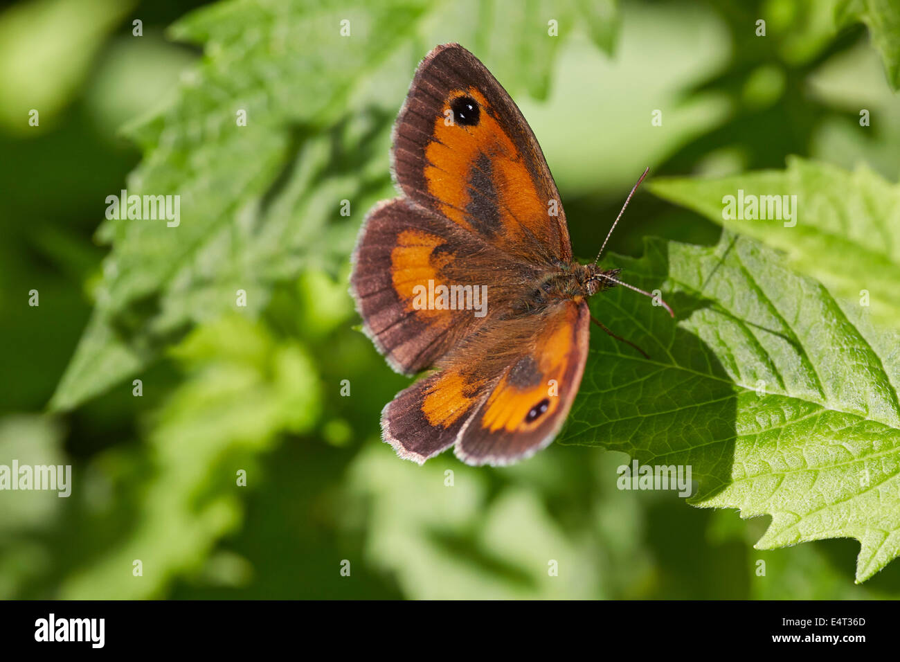 Gatekeeper butterfly. Bookham Common, Surrey, England Stock Photo - Alamy