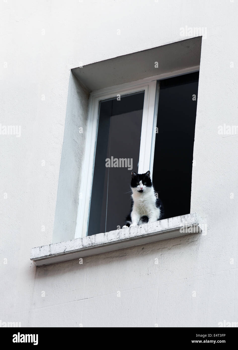 Cat sitting on the window Stock Photo - Alamy