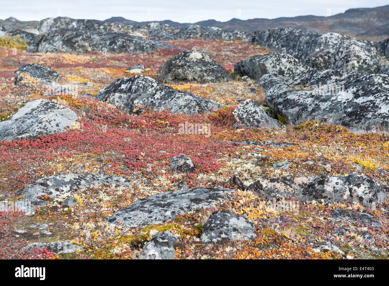Detail of lichen and tundra vegetation in Greenland during summer Stock ...