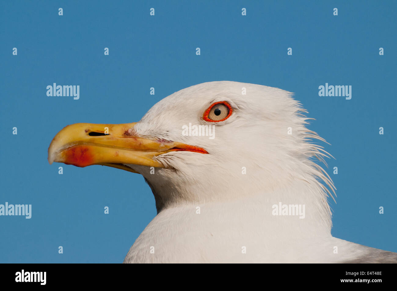 Portrait of head of Lesser Black Backed Gull LARUS FUSCUS sitting on ...