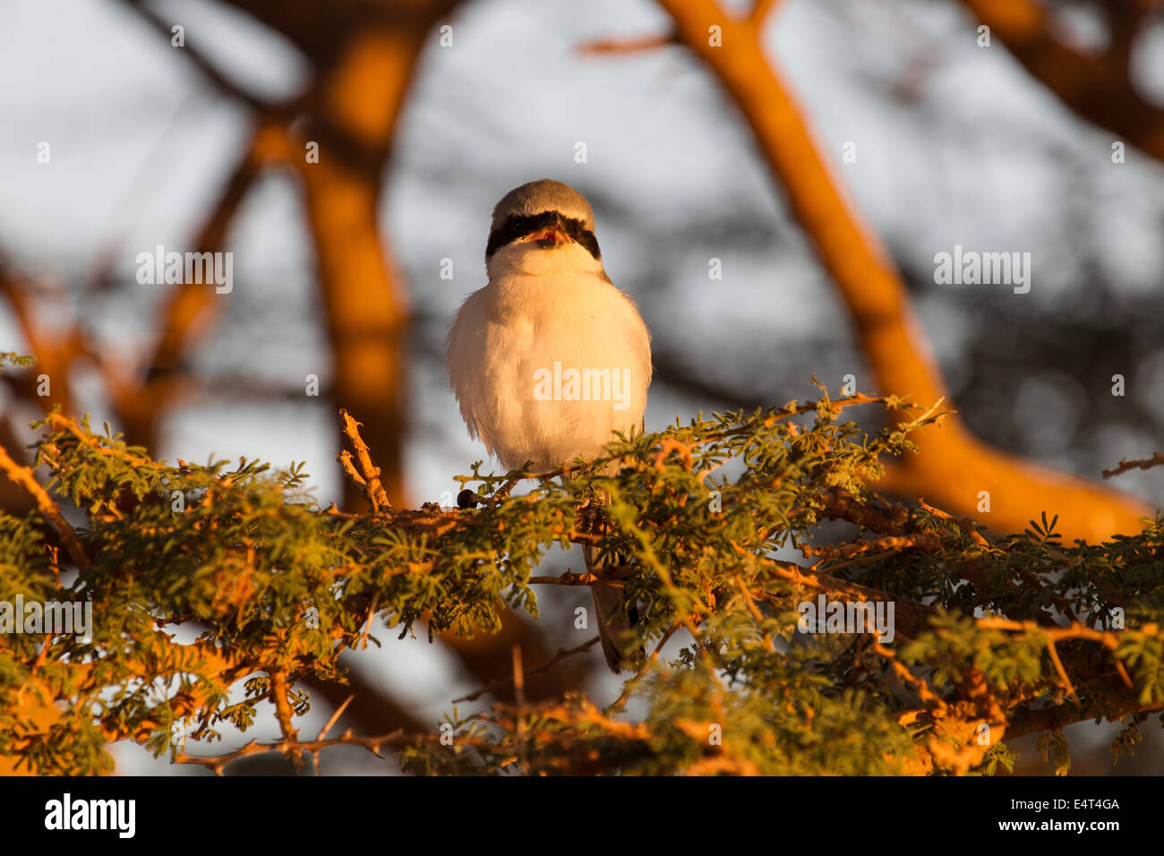Sahara bird hi-res stock photography and images - Alamy