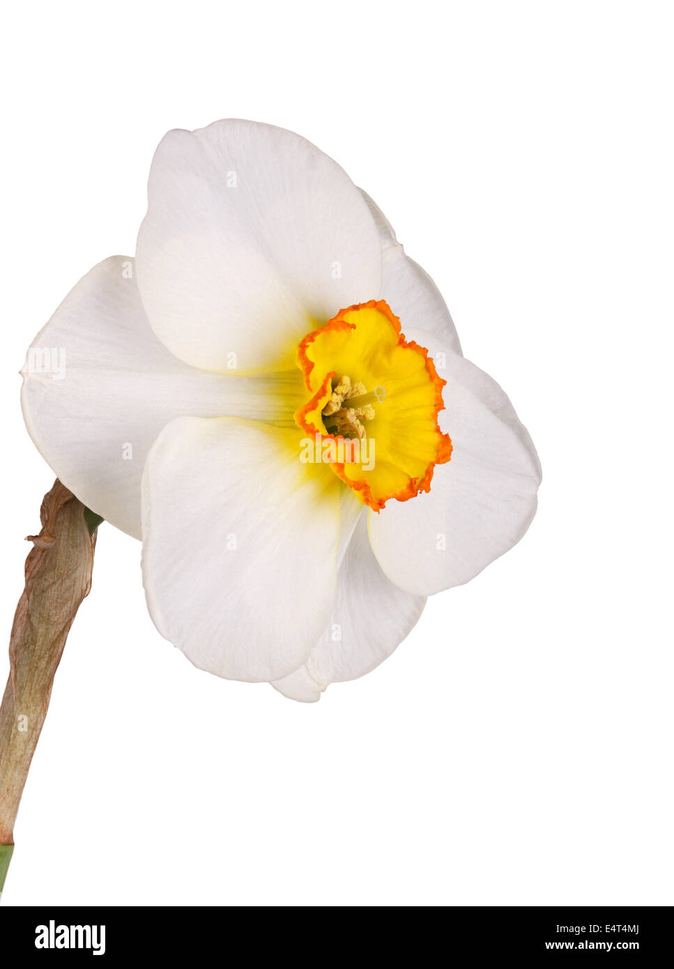 Side View Of Yellow And White Daffodil High Resolution Stock ...