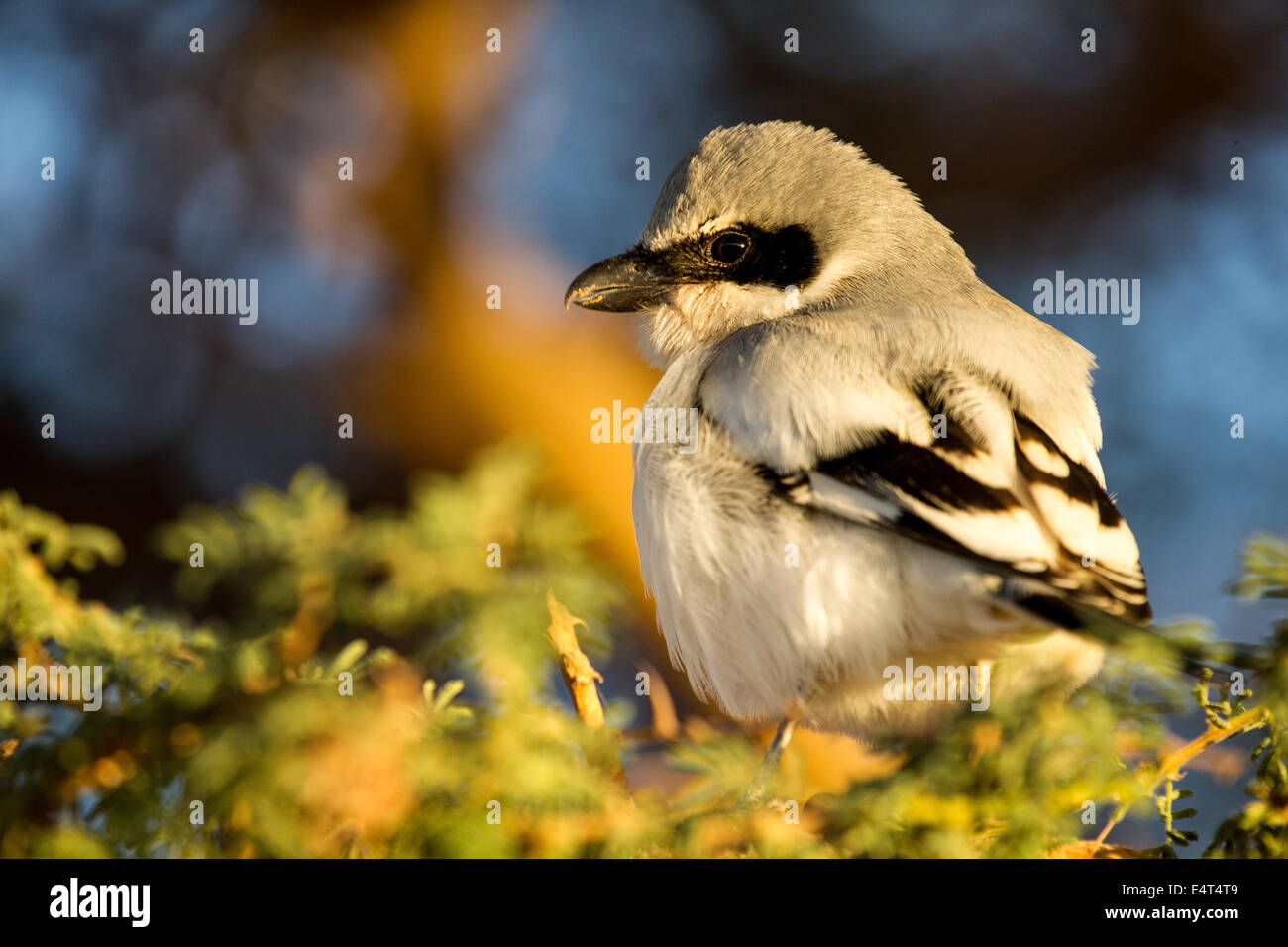 Sahara bird hi-res stock photography and images - Alamy