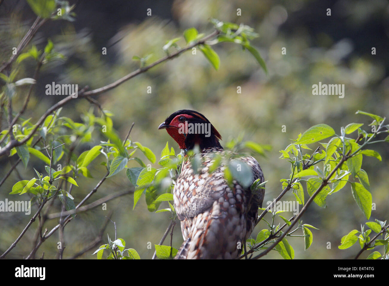 Cabot’s tragopan hi-res stock photography and images - Alamy