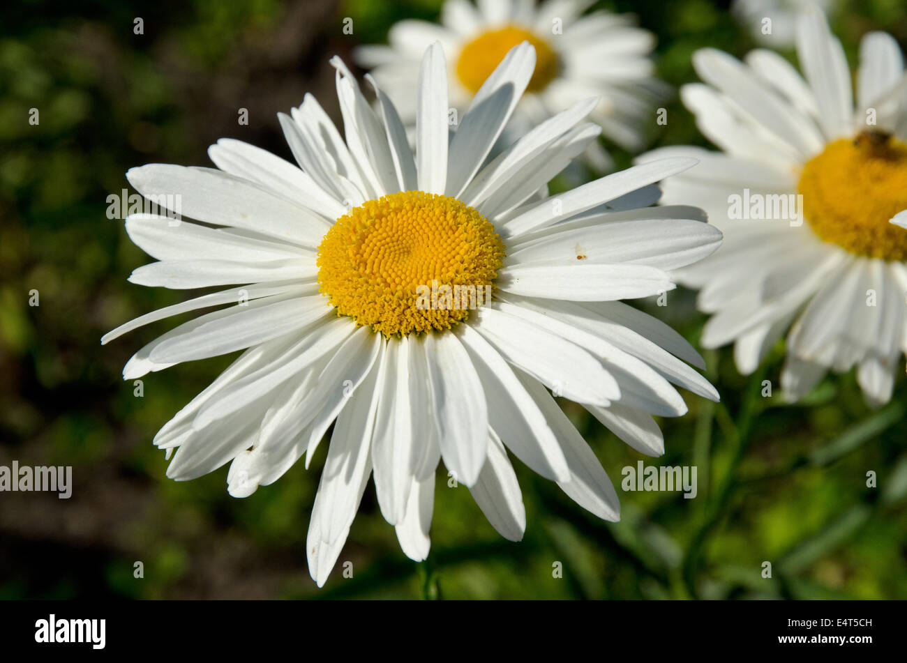 Flower of camomile Stock Photo - Alamy